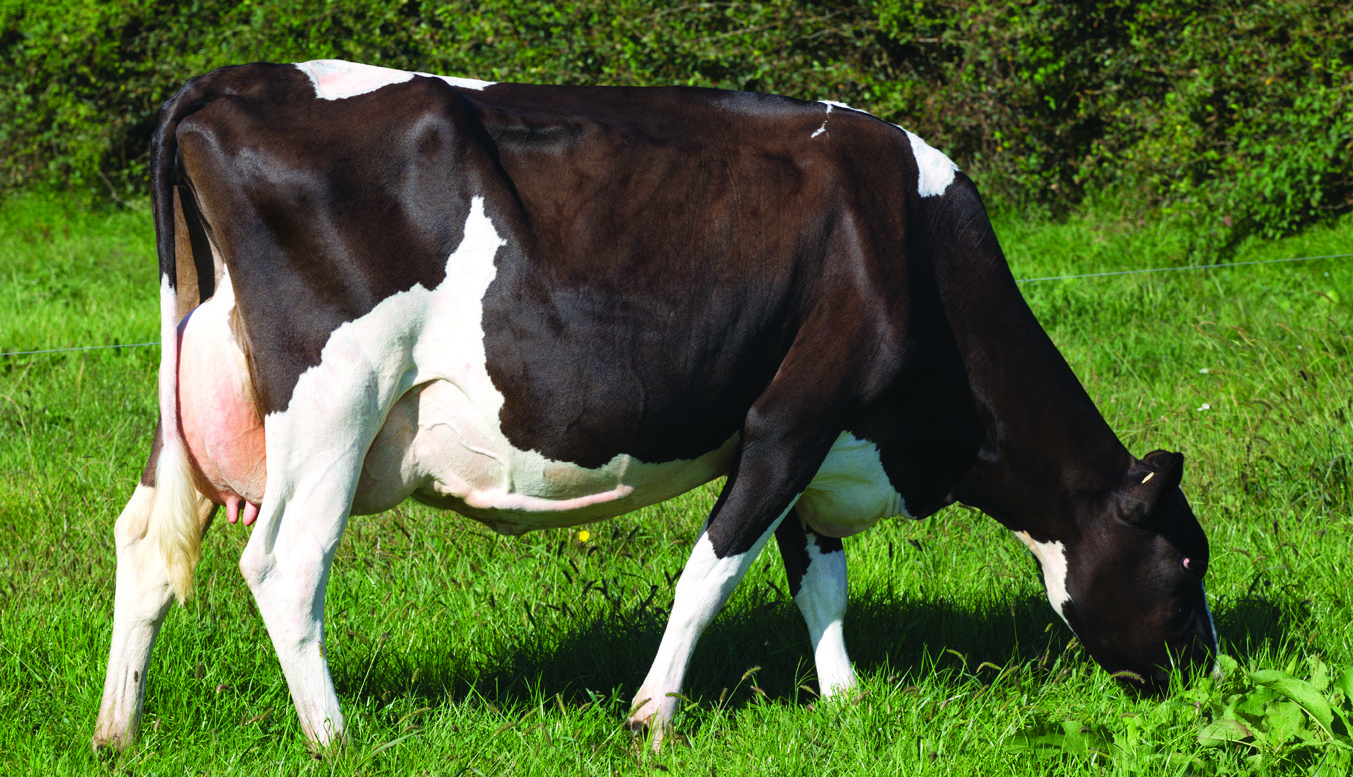 KiwiCross Dairy Cows Utilise Feed Better | LIC Australia Breeding