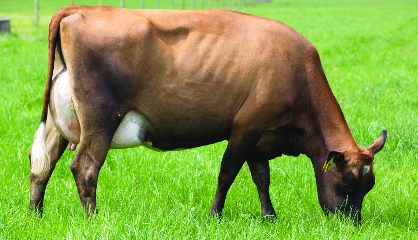 KiwiCross Dairy Cows Utilise Feed Better | LIC Australia Breeding