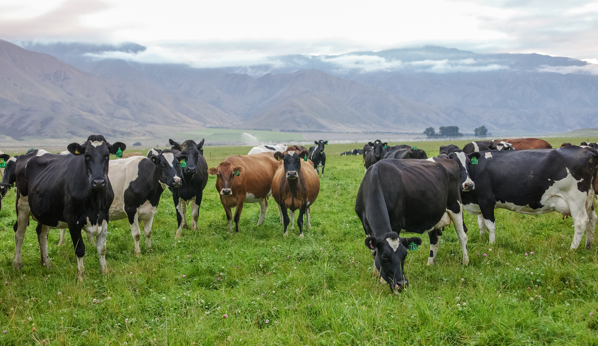 Holstein Friesian Jersey Kiwicross Best Dairy Cow Breeds | LIC Australia