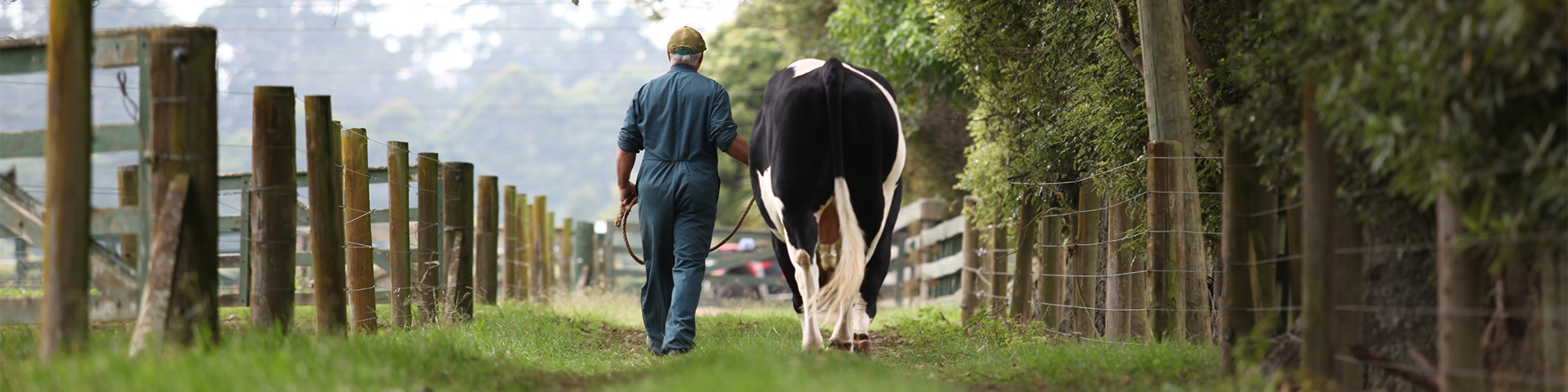 About LIC Australia | Dairy Farming Solutions For Australian Farmers