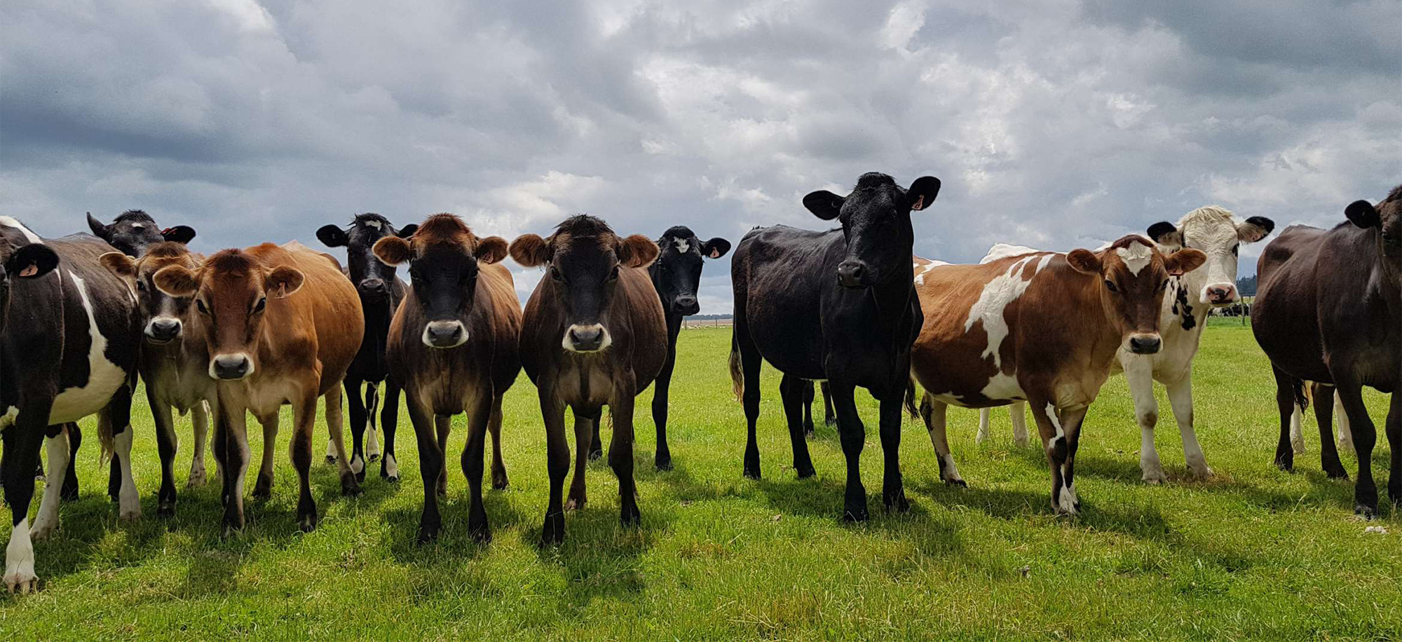 Cattle Inbreeding Calculator For Dairy Cow Breeding | LIC Australia