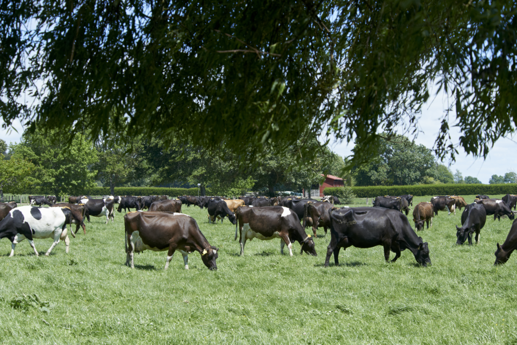 Farmers are one step closer to breeding more climate-friendly cows