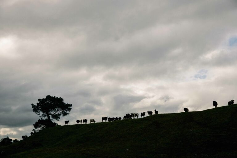 LIC Australia Dairy Cow Breeding Genetics & Complementary Products
