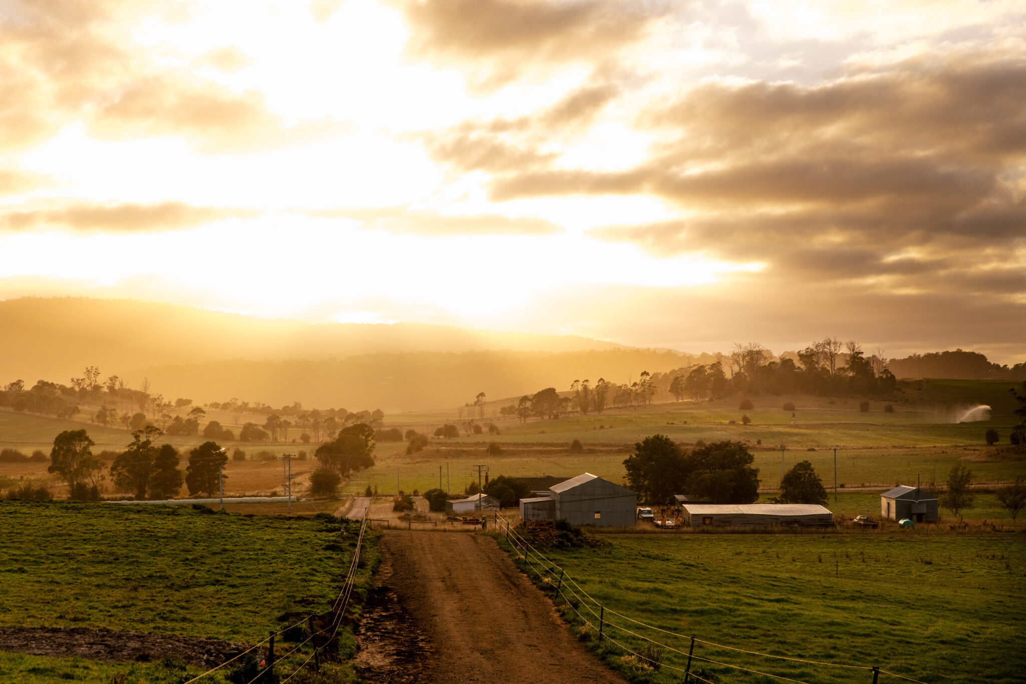 Australia Farming News | Dairy Farm Innovations & Breeding | LIC