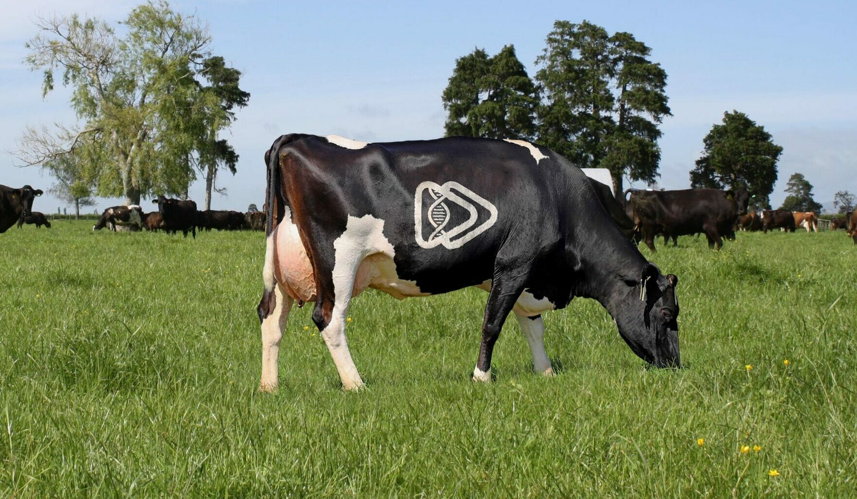 Fast Forward Team® • LIC Australia