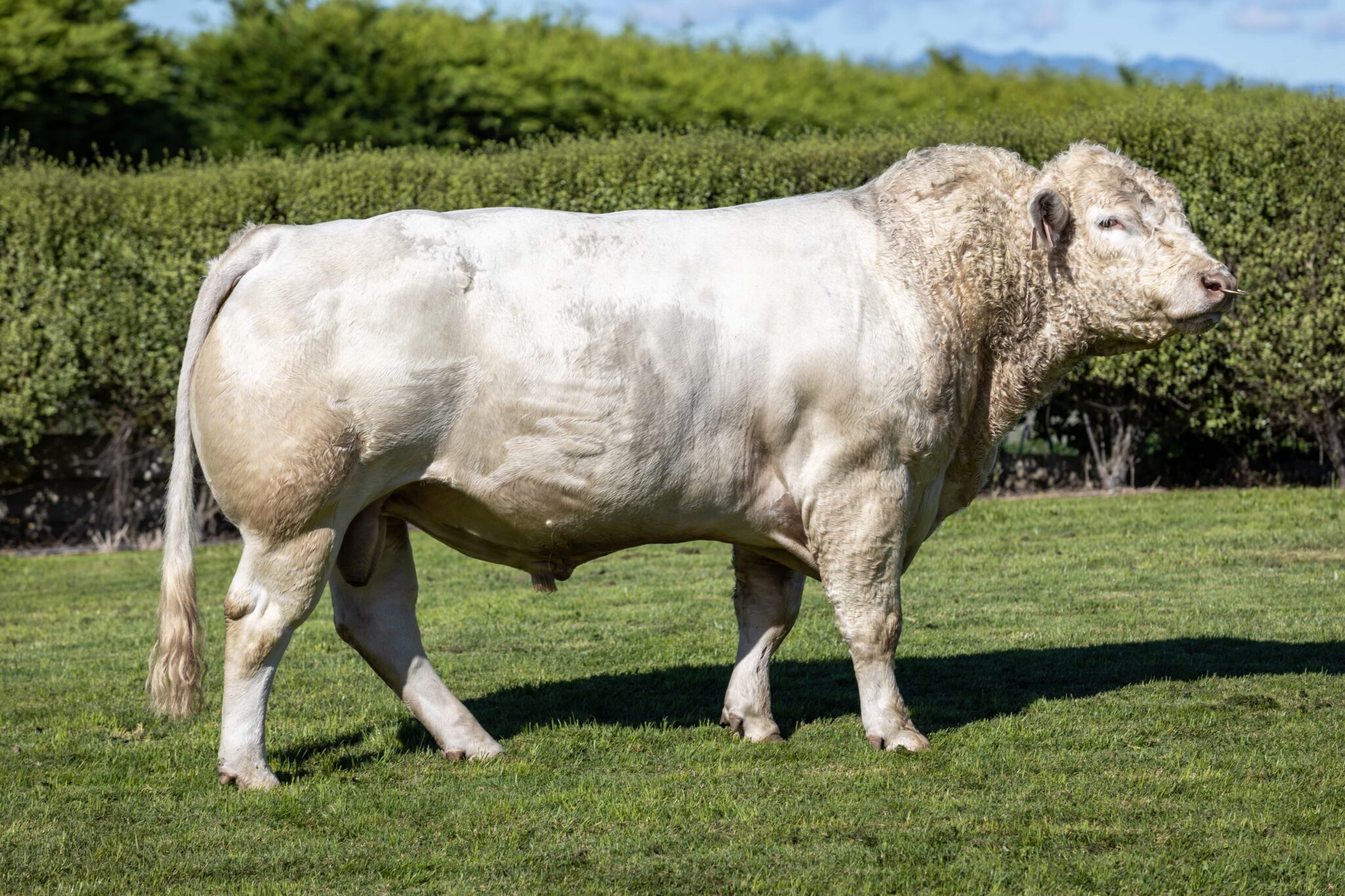Beef bulls • LIC Australia