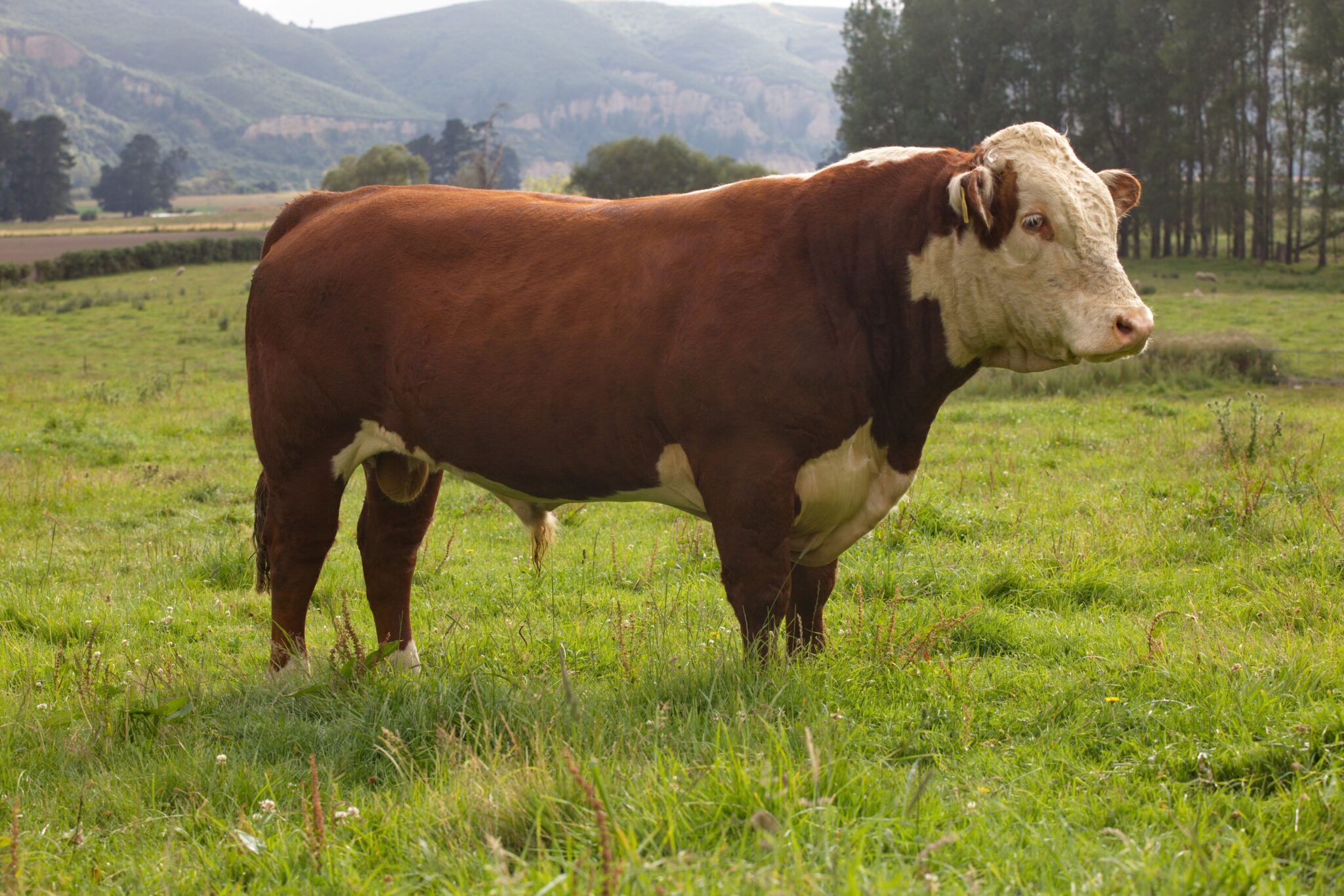 Beef bulls • LIC Australia
