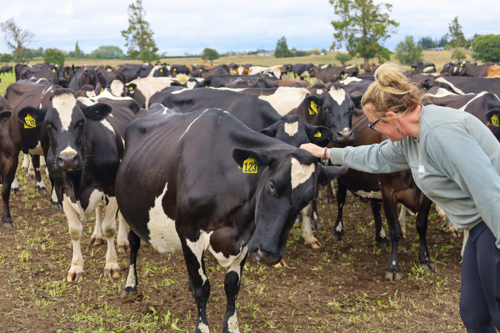 NZ farm tour: dairy farming from a different perspective • LIC Australia