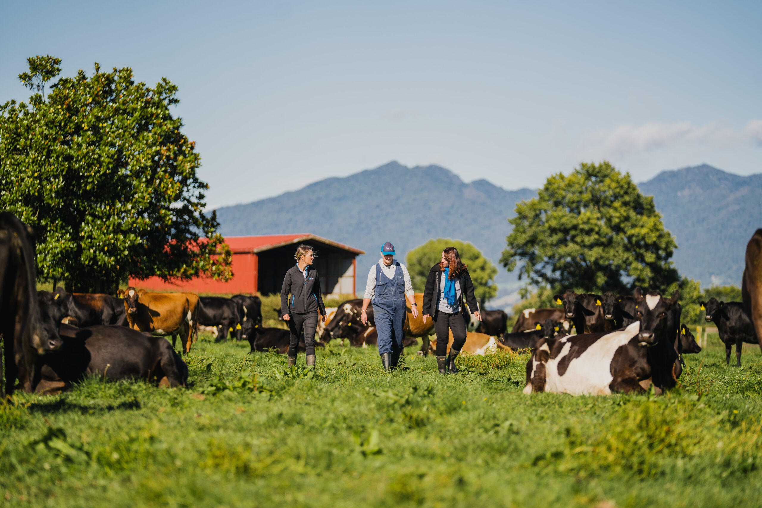 2. The cows you keep • LIC Australia